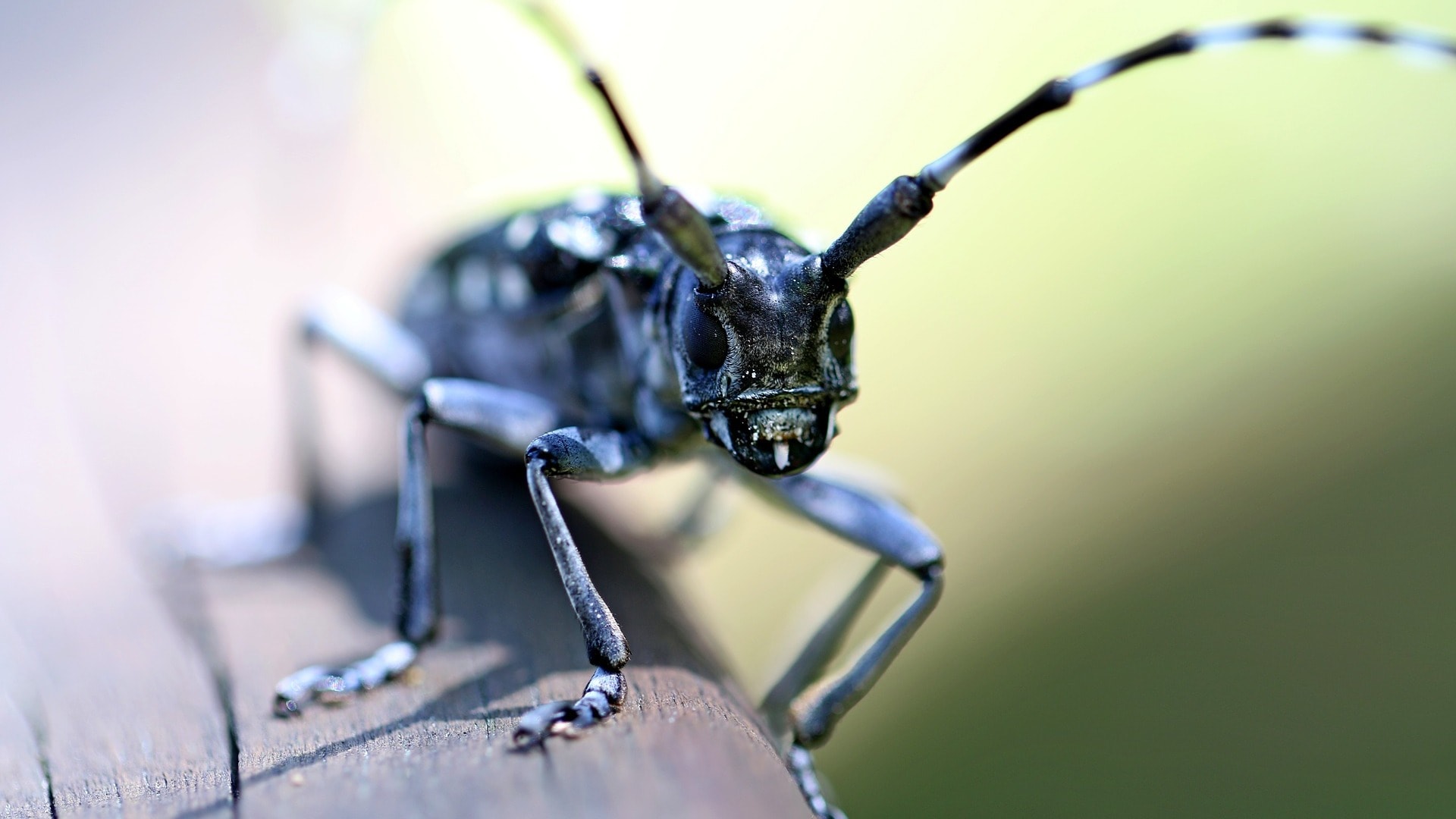 Il tarlo | Scienze | Rai Scuola