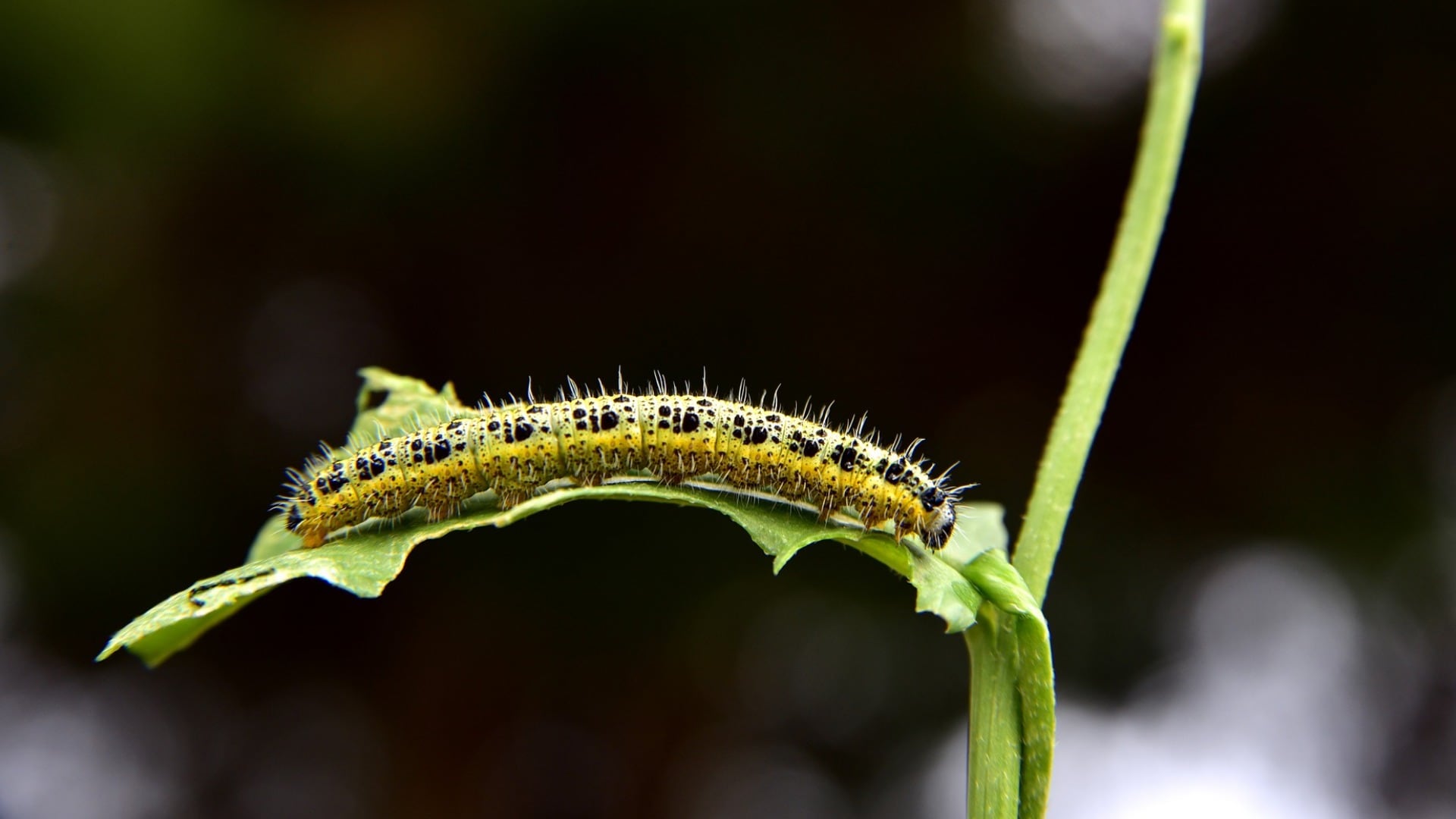 Il bruco | Scienze | Rai Scuola