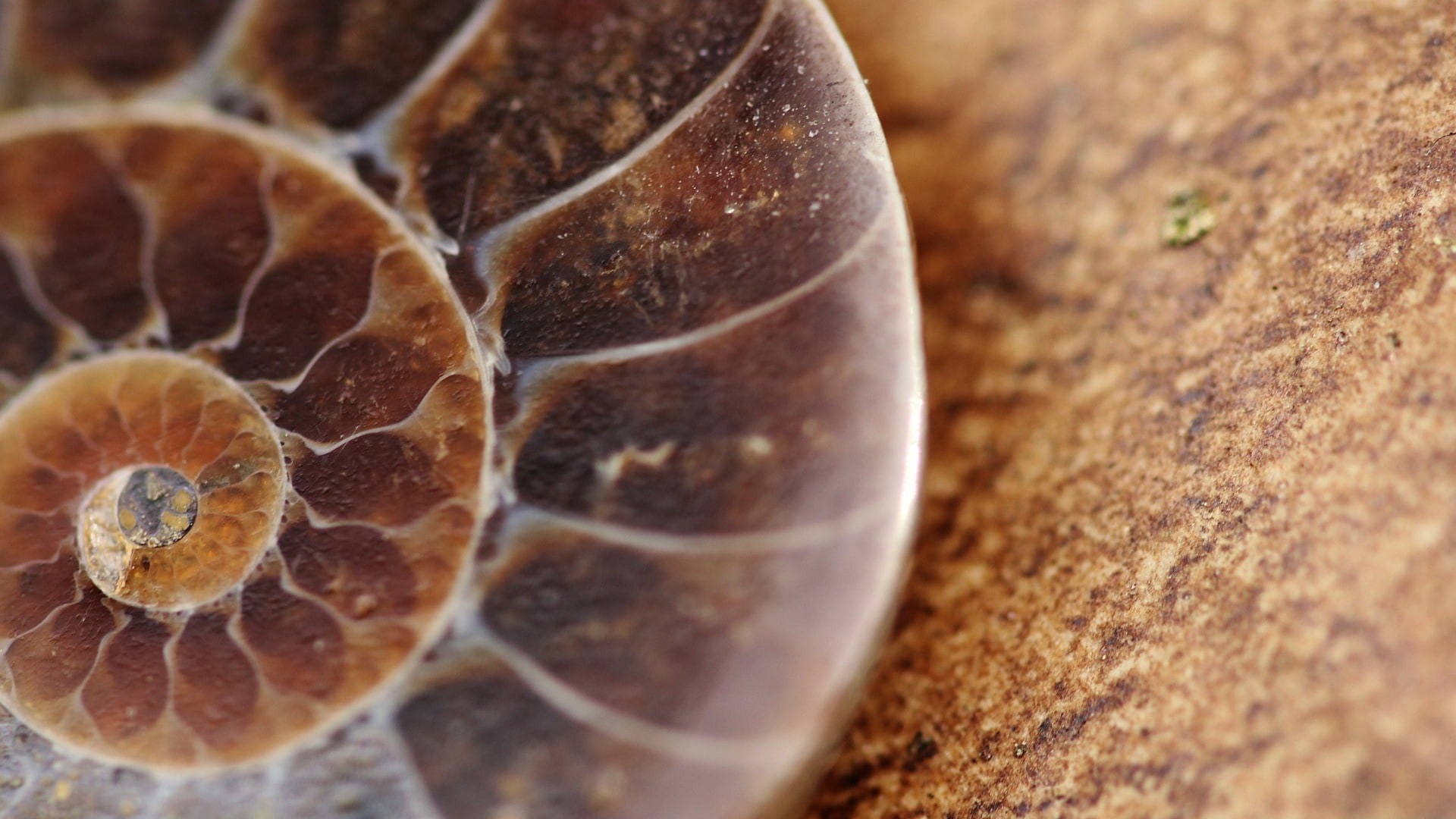 La teoria del brodo primordiale | Scienze | Rai Scuola