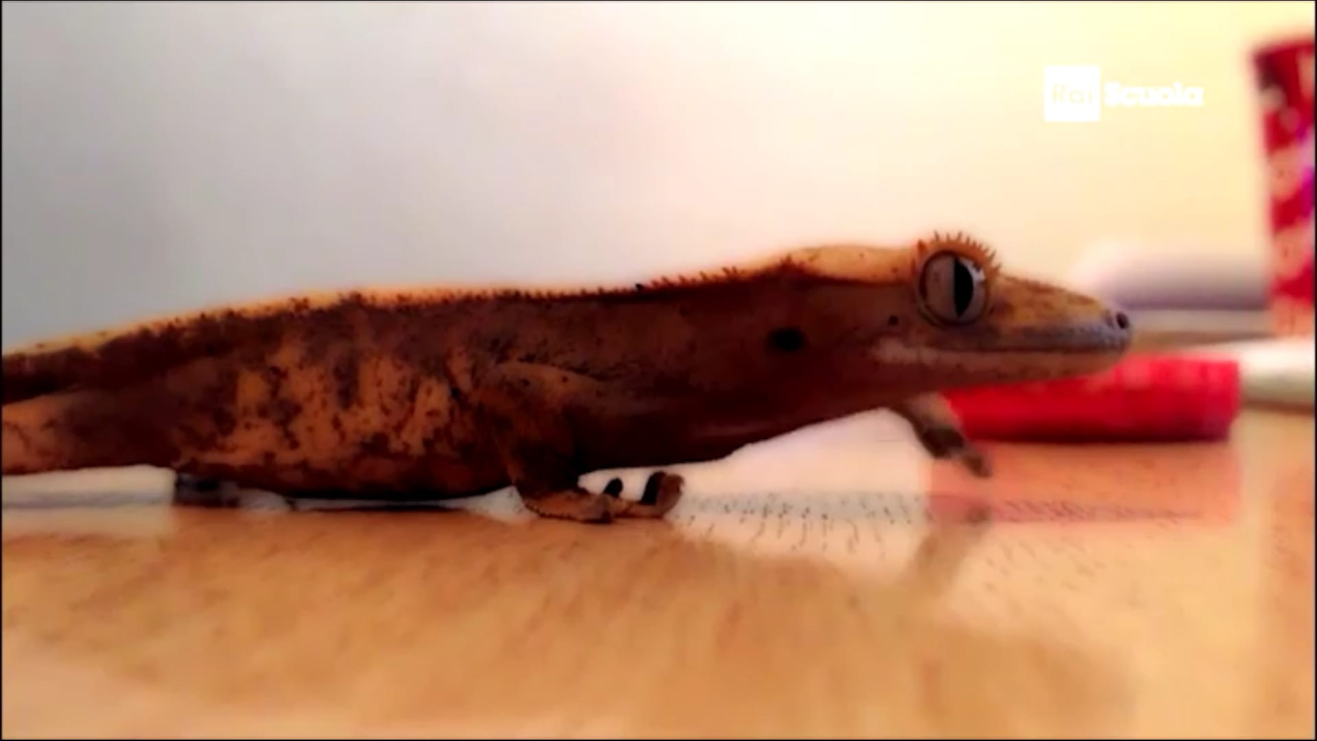 Vanni Lughi. La nanotecnologia degli animali "appiccicosi" | Scienze ...