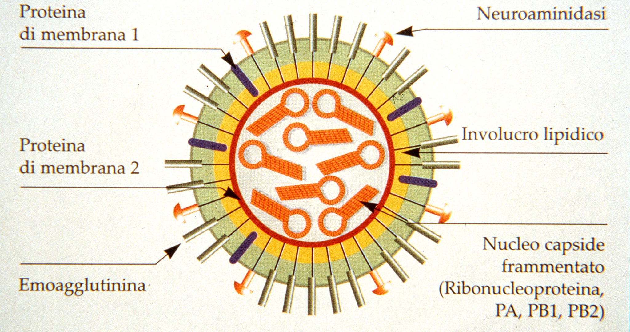 Tutti i virus del mondo | Scienze | Rai Scuola