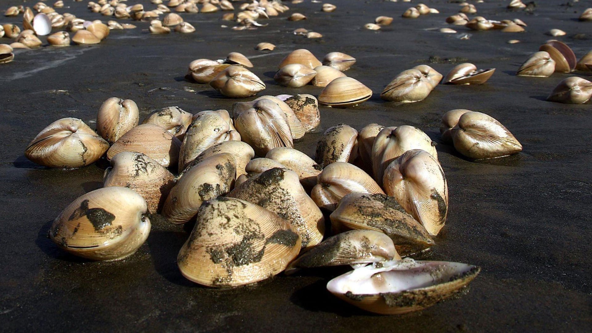 Vanni Lughi. Resistente come una conchiglia | Scienze | Rai Scuola