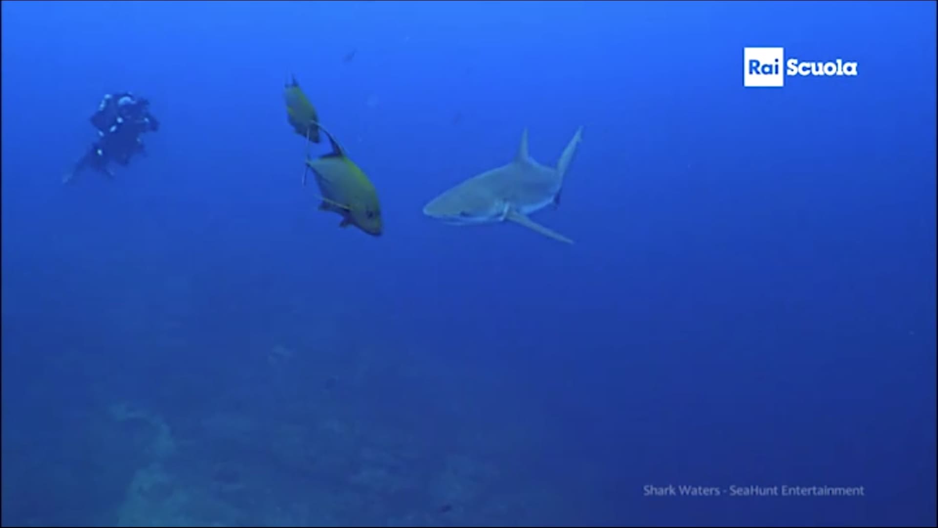 Il pescecane? Si salva in "rete" | Scienze | Rai Scuola