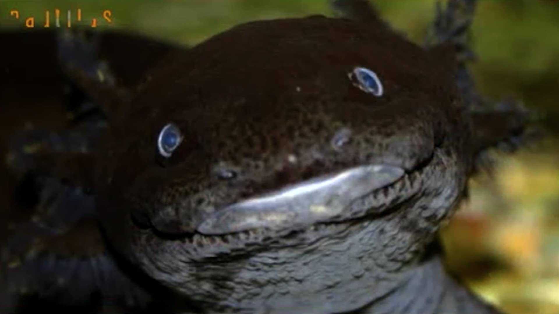 L' axolotl | Scienze | Rai Scuola