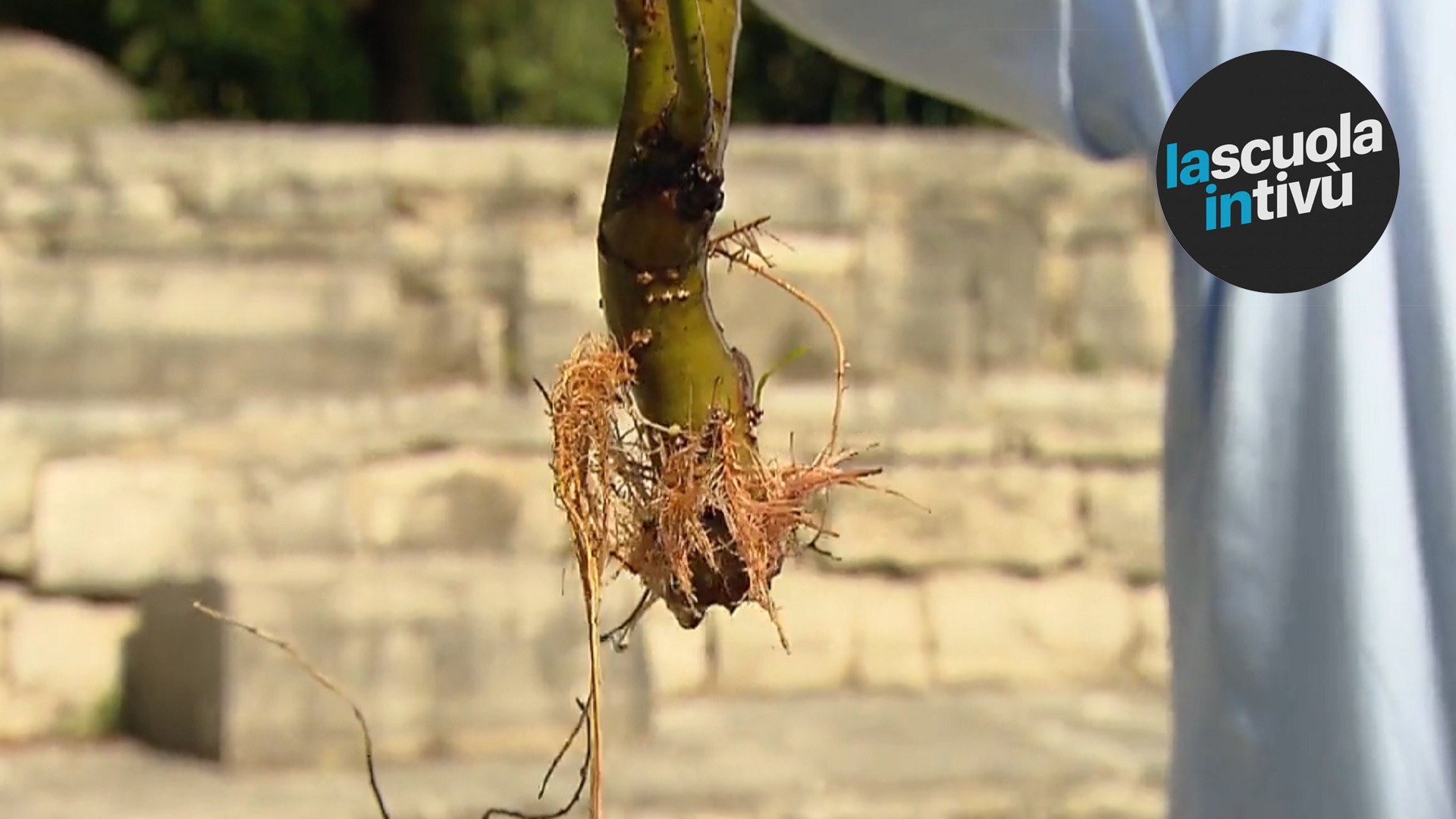 Il taleaggio: selezione, prelievo, preparazione delle talee | Scienze ...