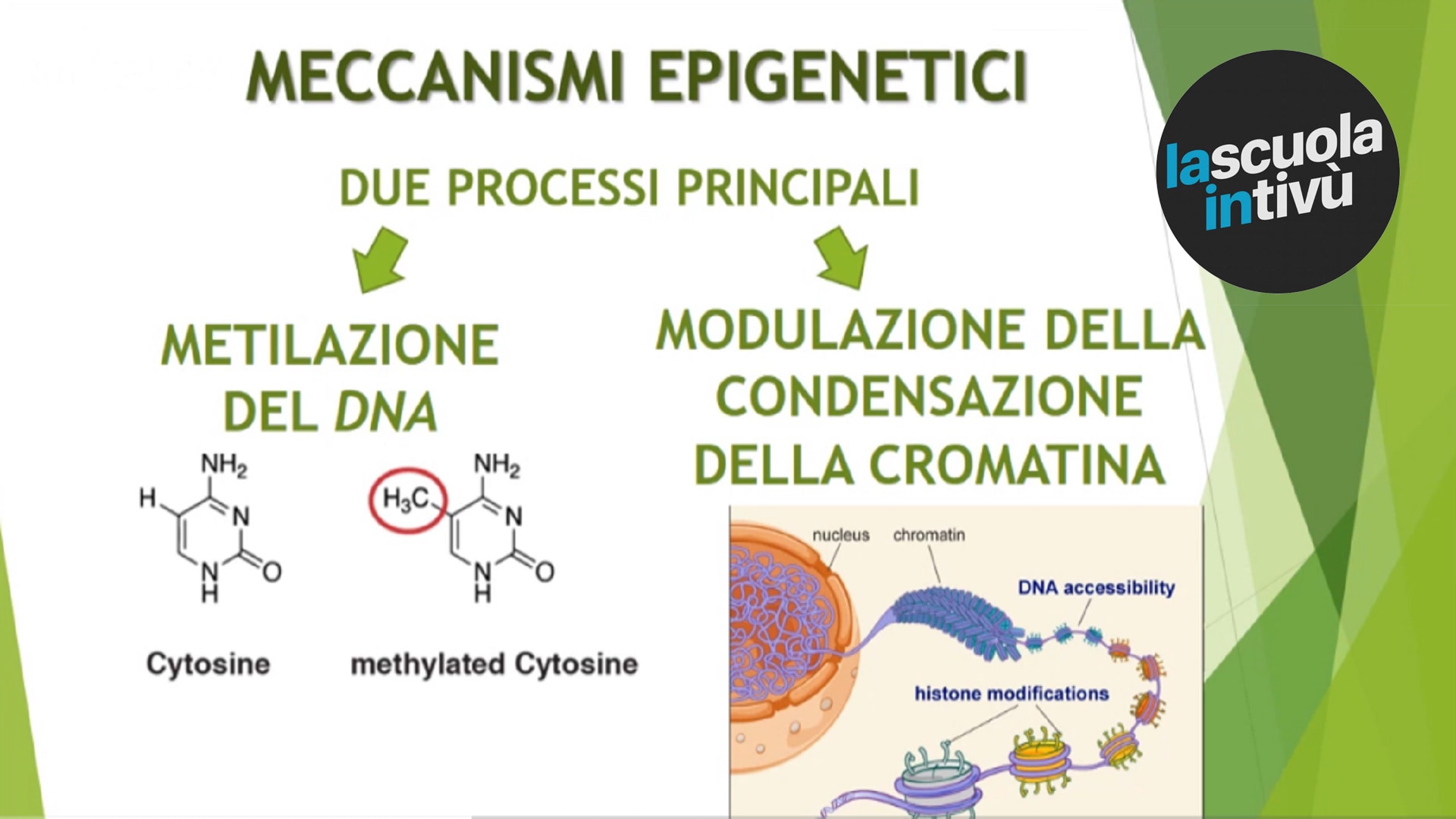 La regolazione genica negli eucarioti | Scienze | Rai Scuola