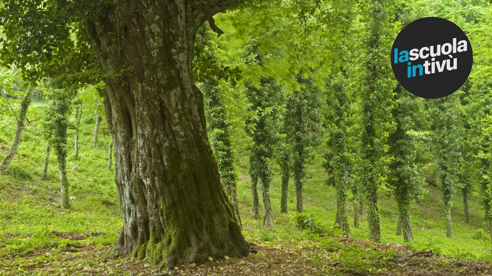 La foresta, un concetto confuso | Geografia | Rai Scuola