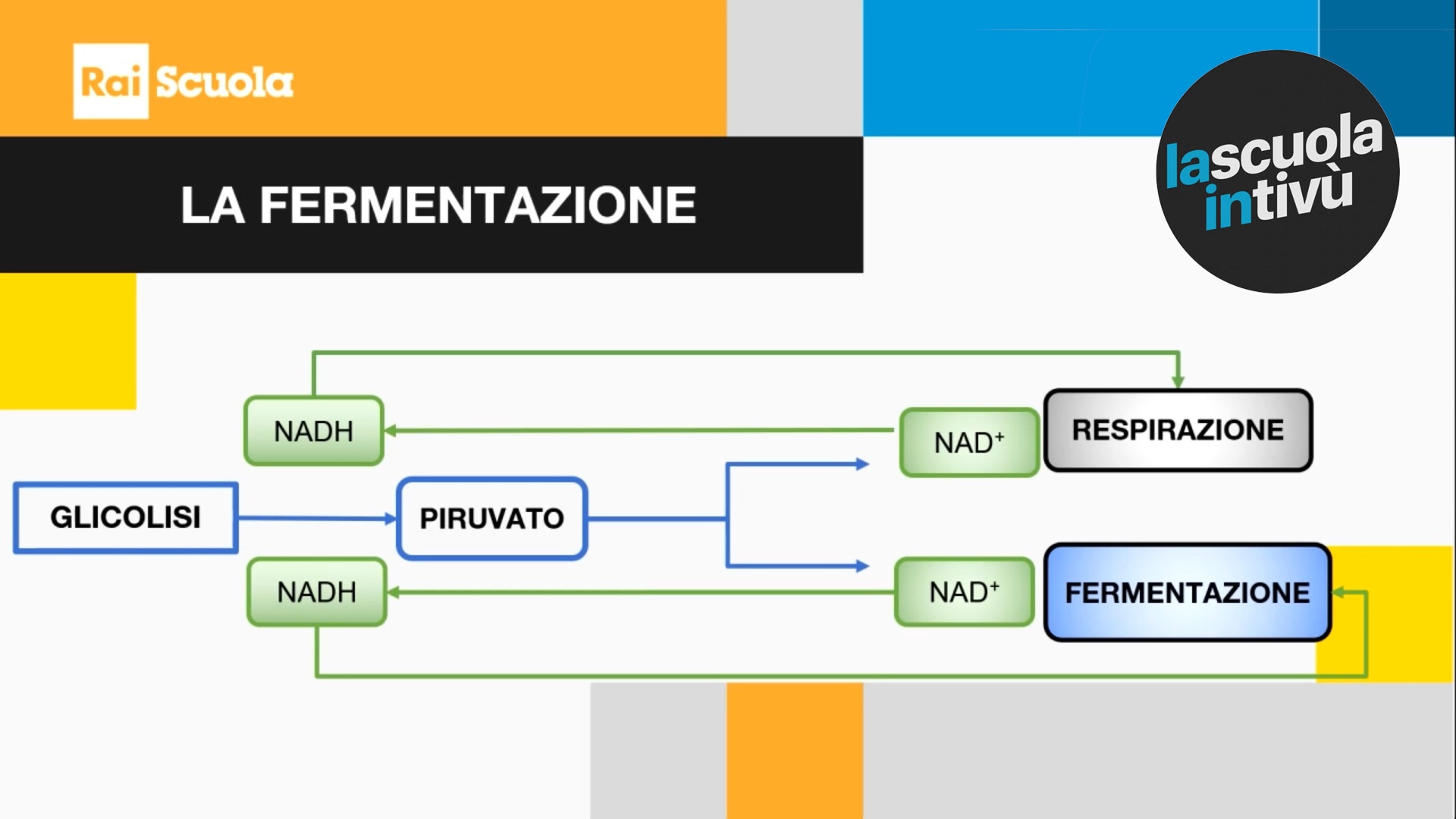 Fermentazione lattica | Fisica | Rai Scuola