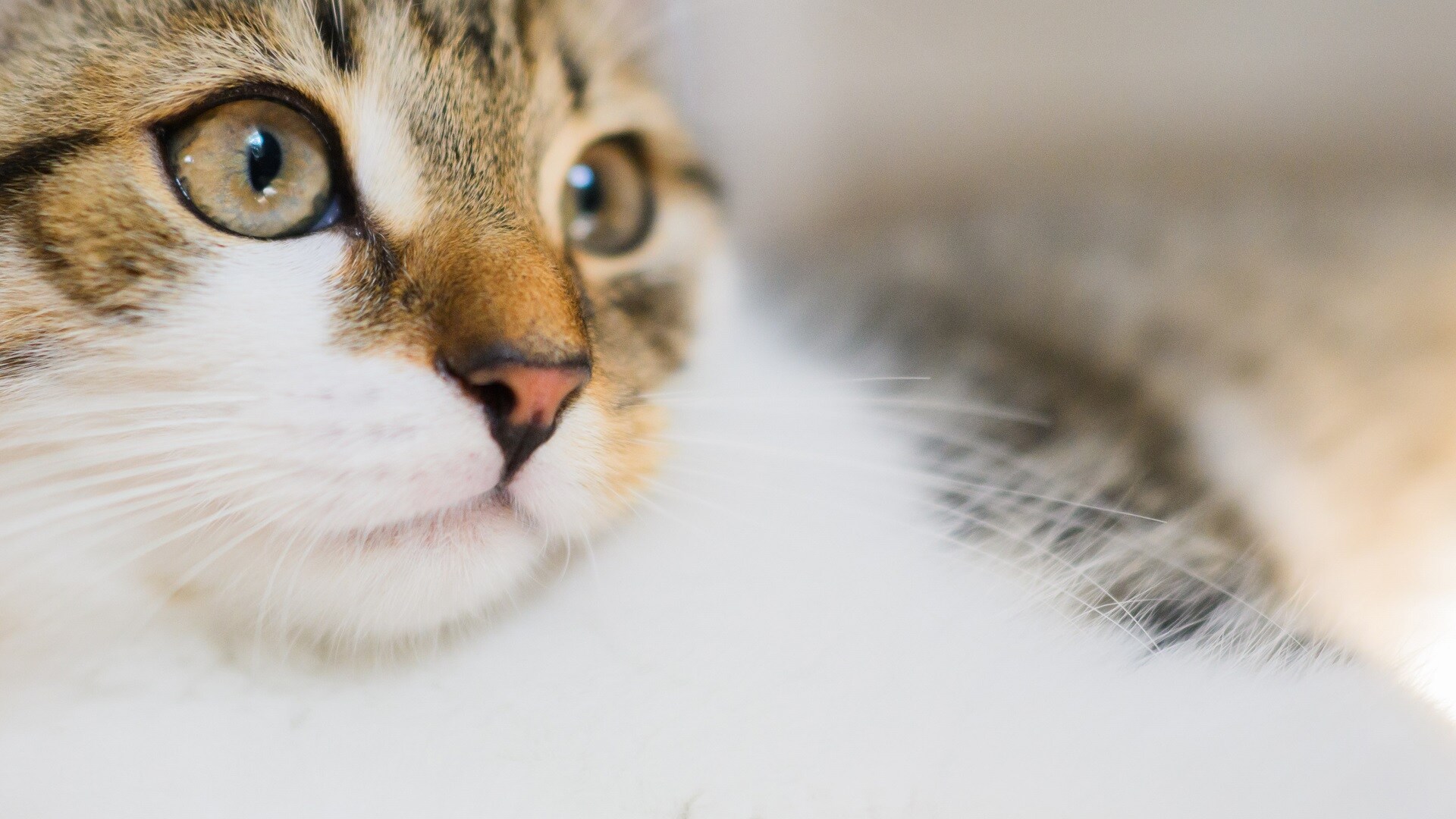 Festa Nazionale del Gatto | Scienze | Rai Scuola
